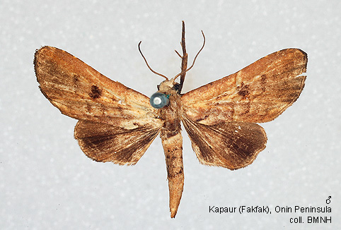 Papua Insects Foundation (Lepidoptera/Euteliidae/Euteliinae/Anigraea ...